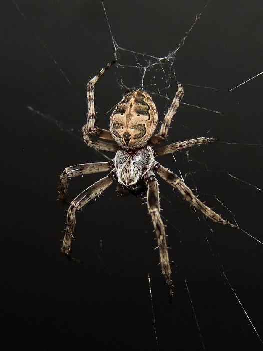 Havěťologie: Pavouk křižák :: Kouzlolesa-cz